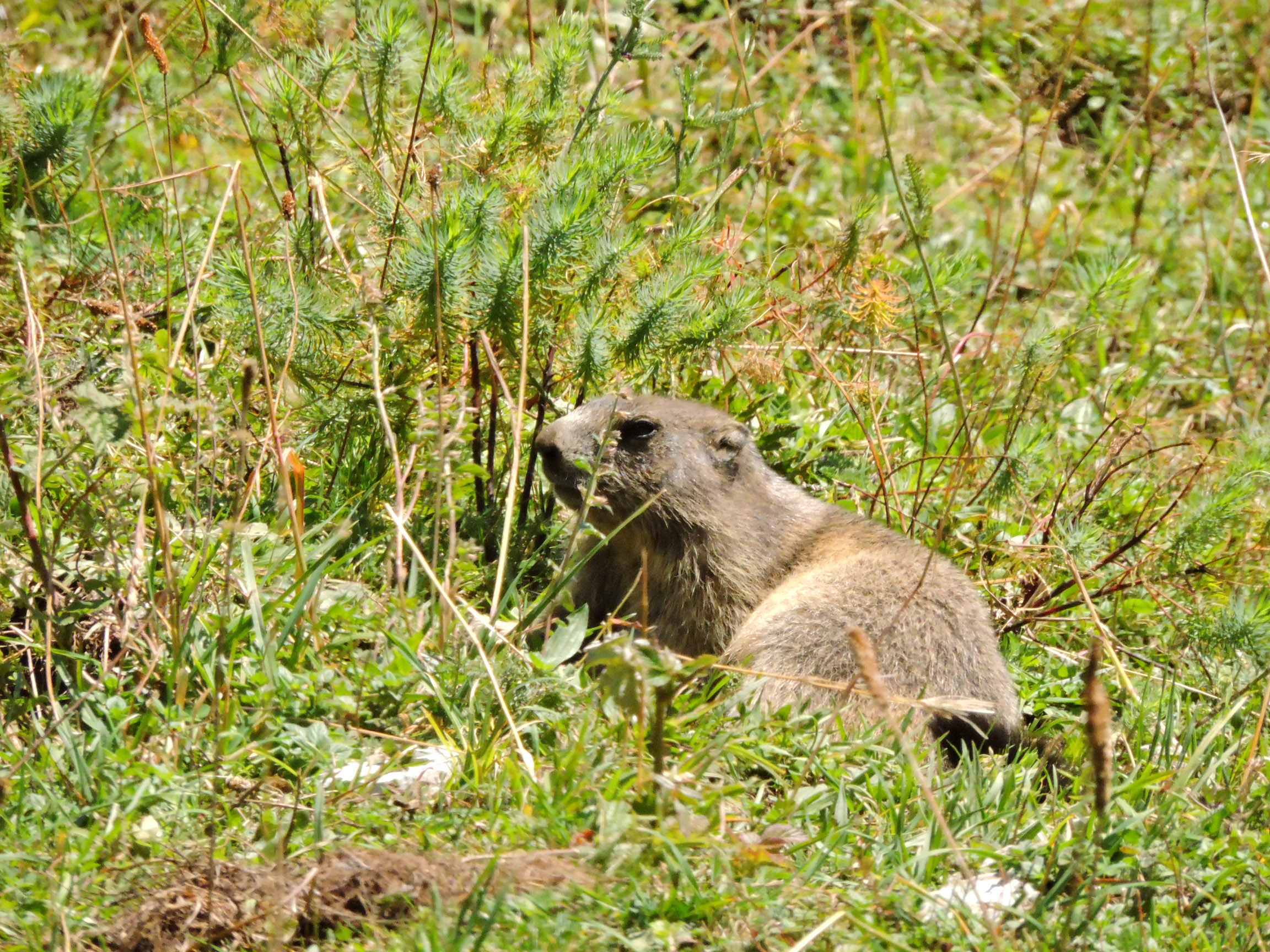 Murmeli am Berg – Tantesblog